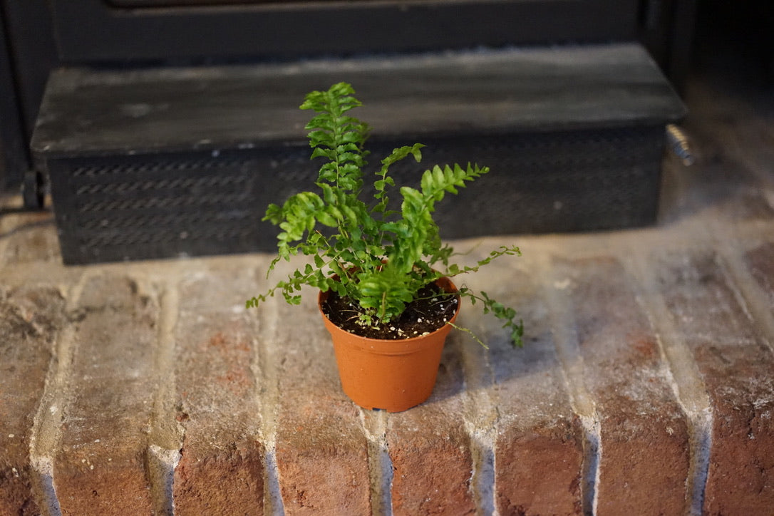 Fern 'Dallas' – Greenly Plant Co