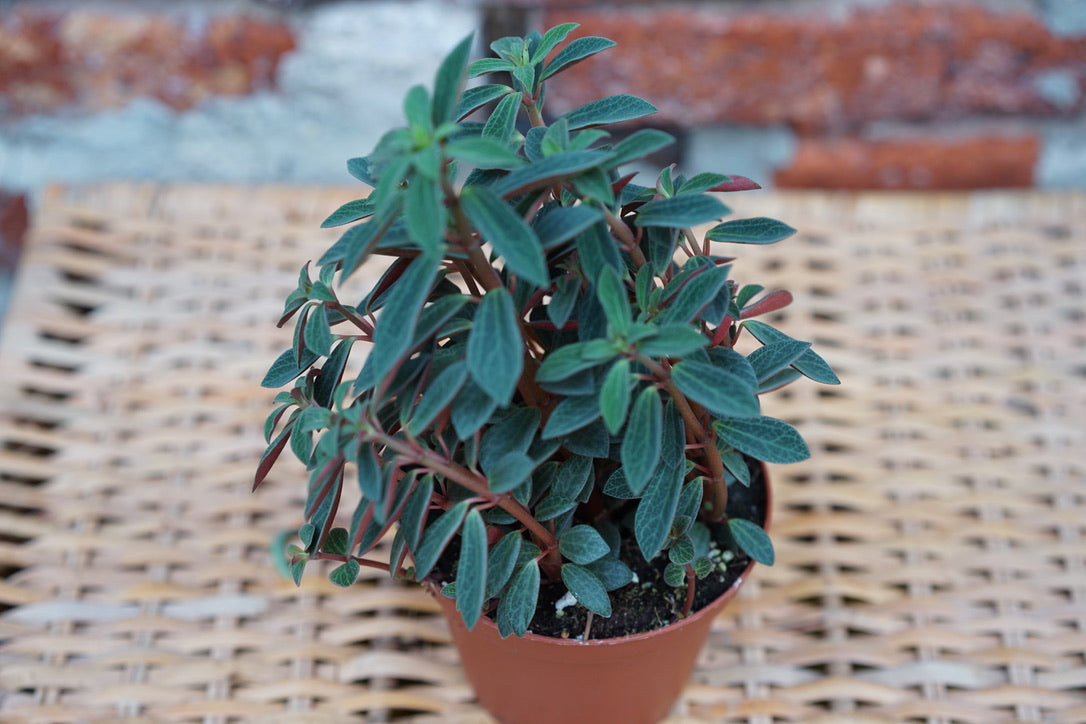Peperomia Rubella – Greenly Plant Co