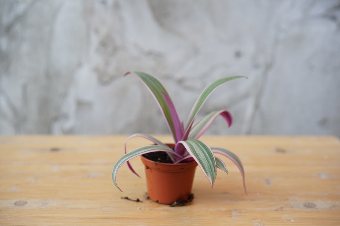 Rhoeo Spathacea Variegated 'Oyster Plant' – Greenly Plant Co