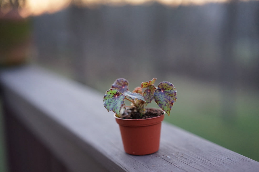 Begonia 'Red Planet' – Greenly Plant Co