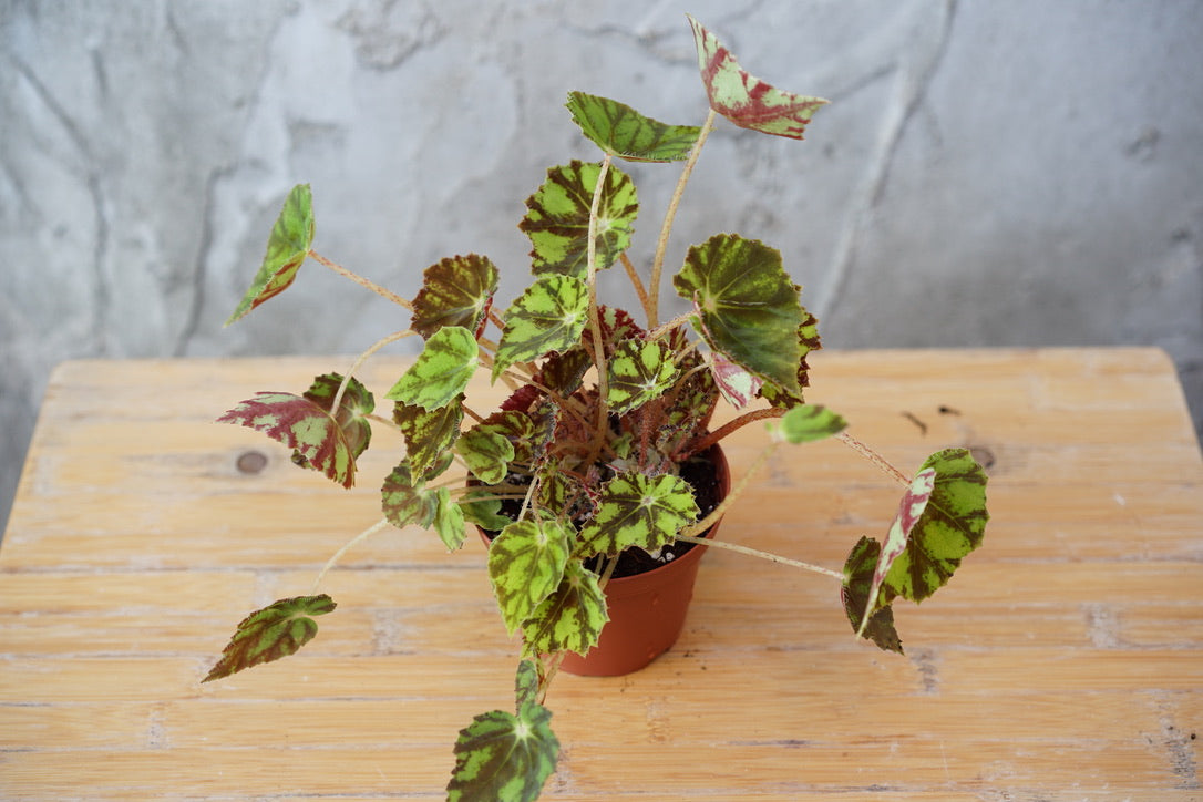 Begonia Tiger Kitten – Greenly Plant Co