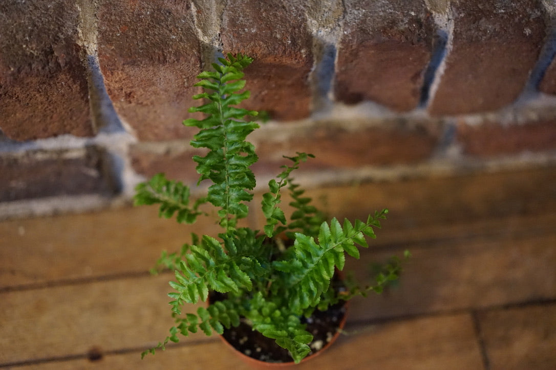 Fern 'Dallas' – Greenly Plant Co