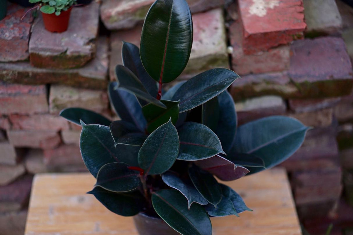 Ficus Elastica 'Red Rubber Tree' – Greenly Plant Co